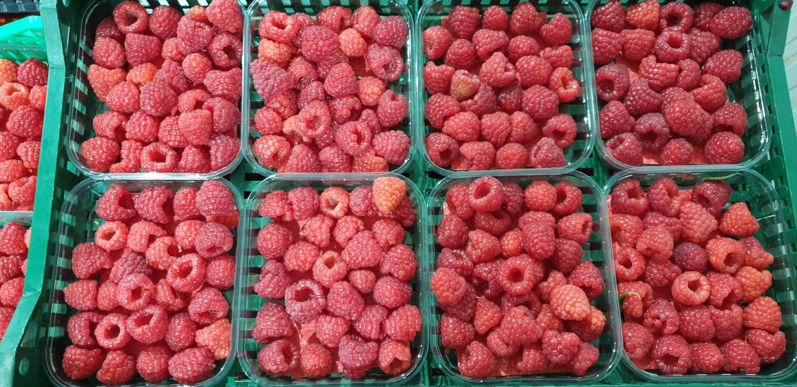 Gallery of fresh raspberries - The best quality fruits from Ivanjica