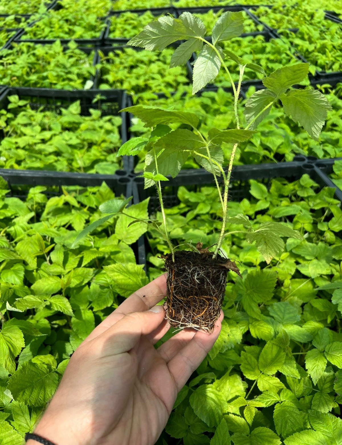 Galerija Sadnice Maline – Sertifikovane I Kontejnerske Sadnice