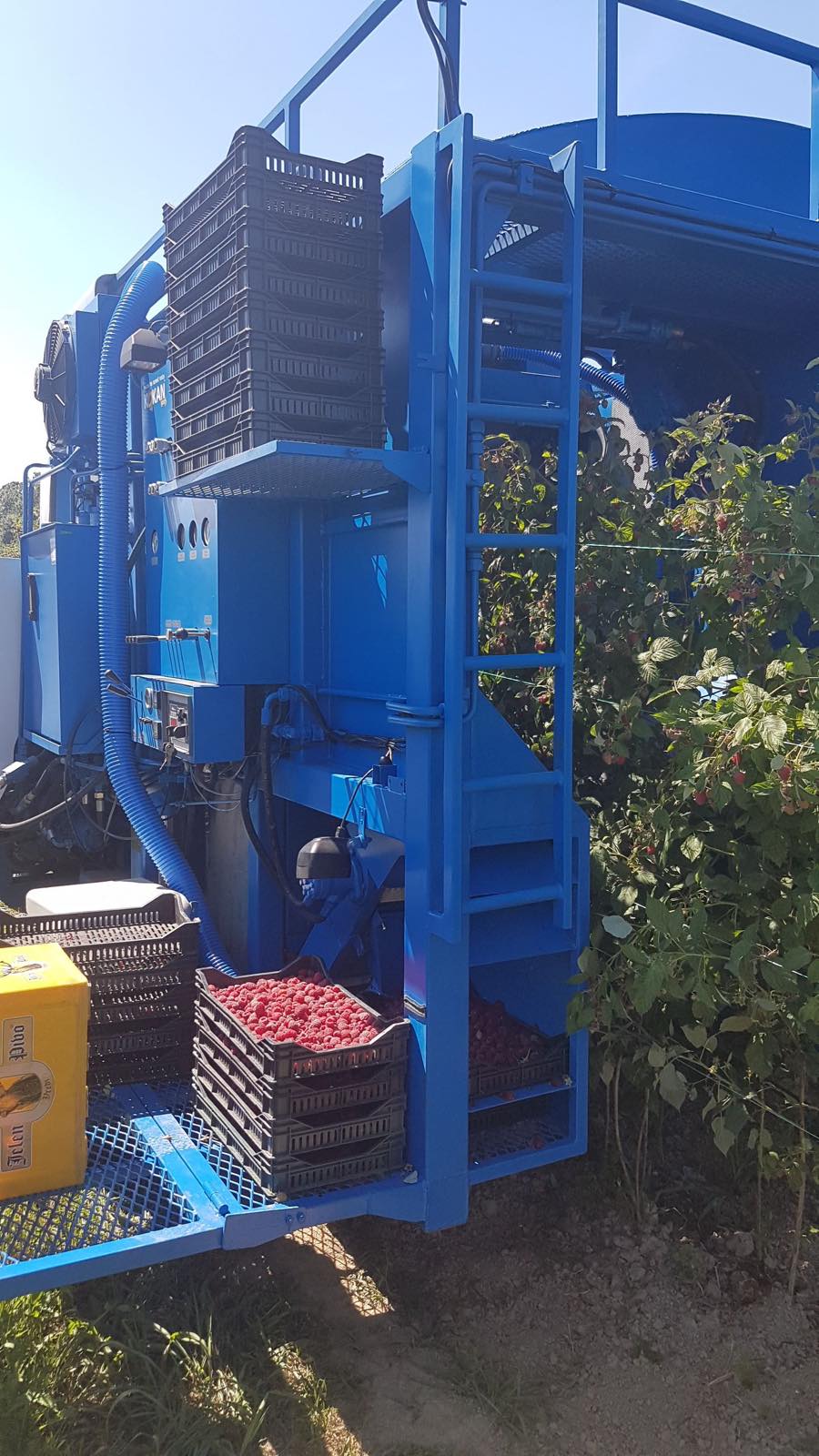 Mechanical Harvesting Of Raspberries - Advantages And Modern Solutions