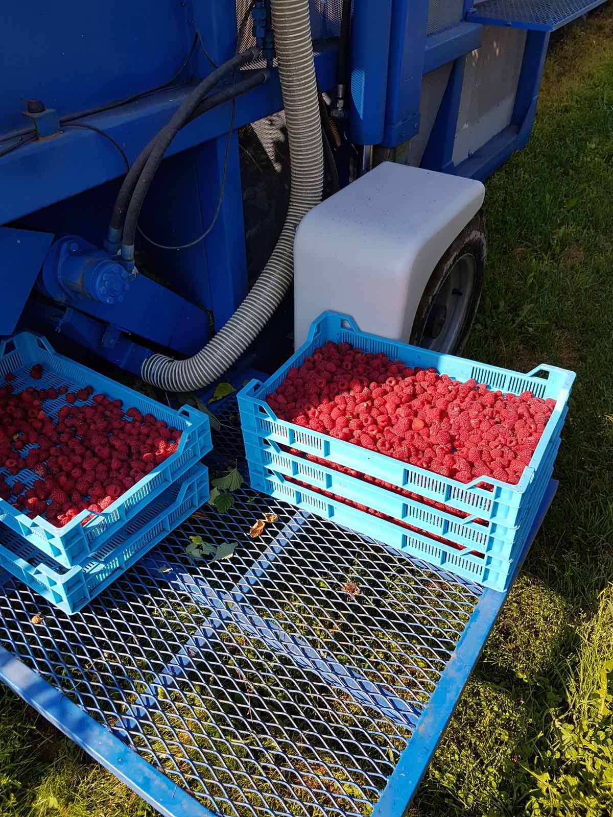 Machine harvesting – Floriva